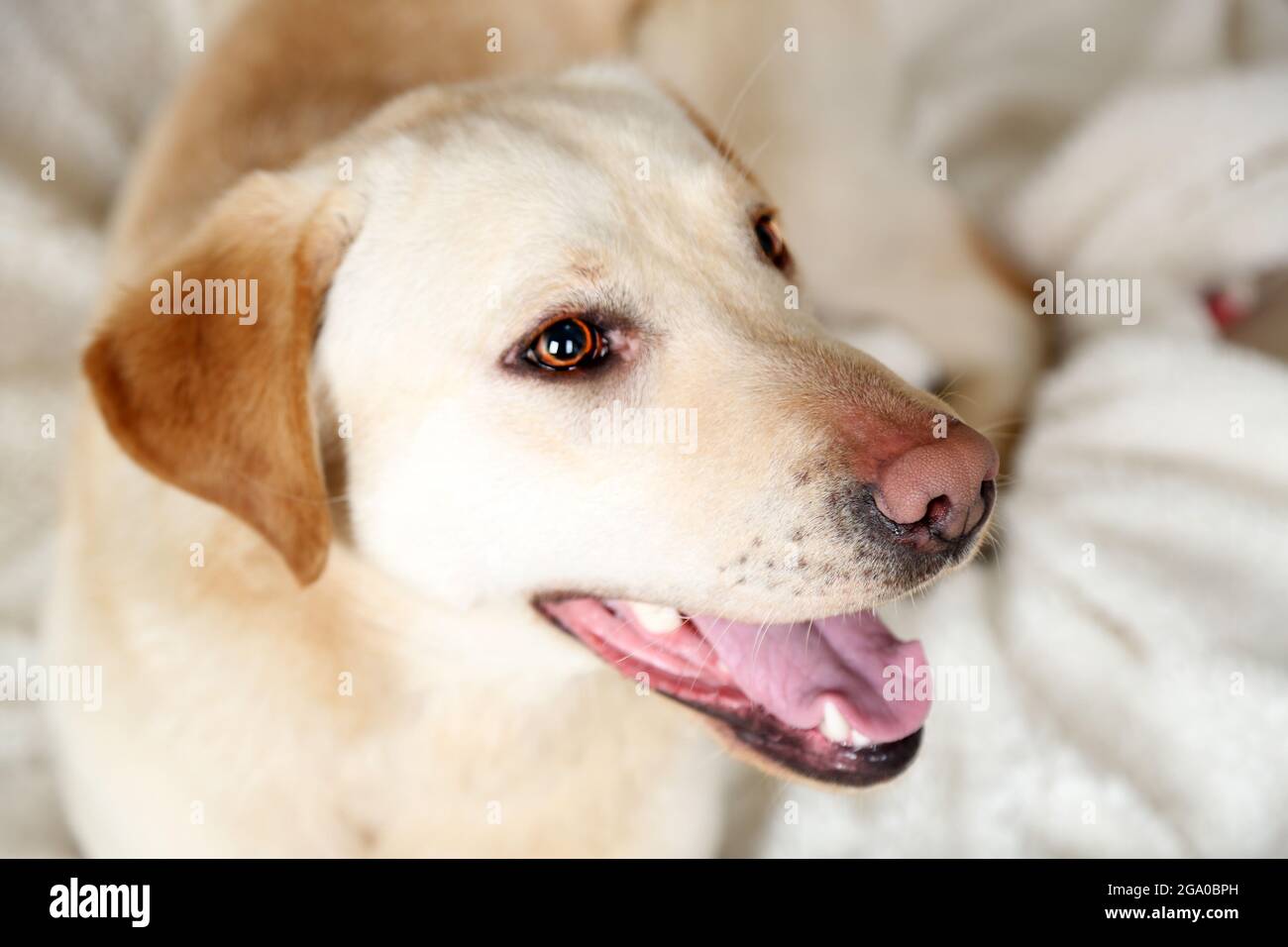 Cute dog on sofa, on home interior background Stock Photo - Alamy