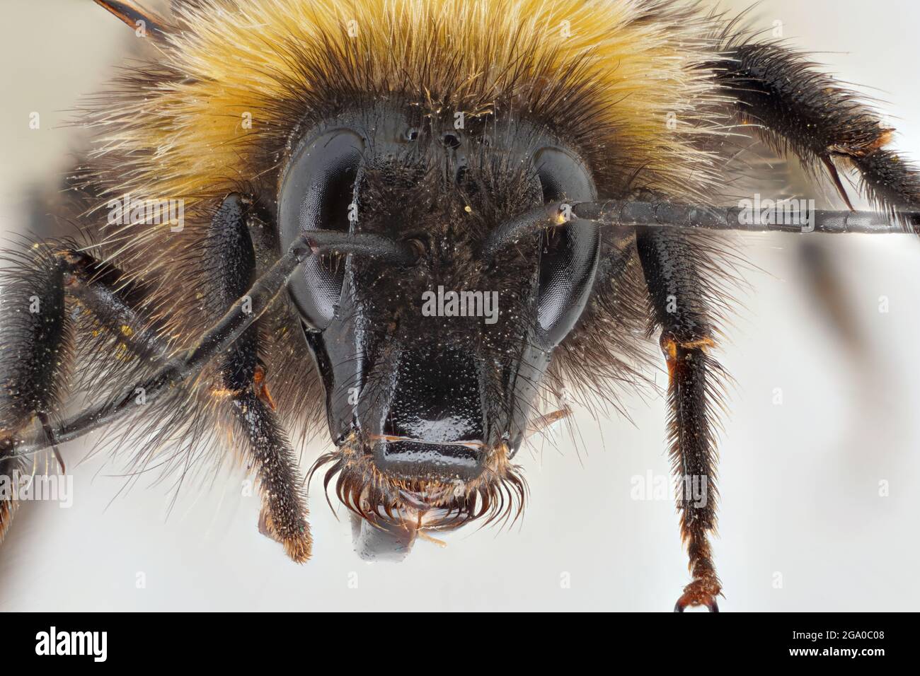Bumblebee portrait, magnification 3: 1 Stock Photo - Alamy