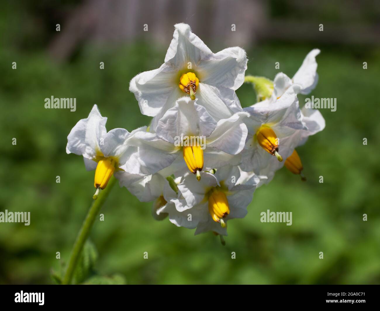 White potato stem hi-res stock photography and images - Alamy