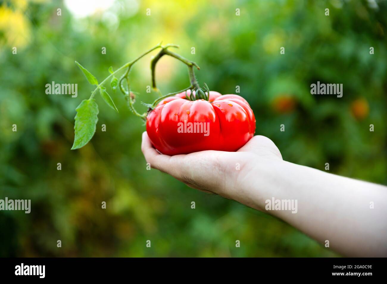 Fresh big Tomato held by the farmer in his hand in the garden Stock ...