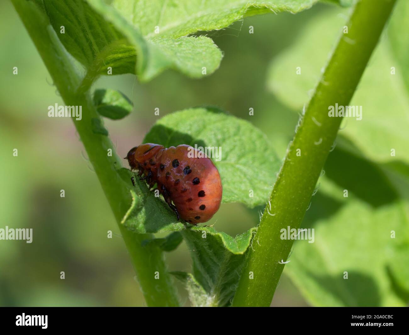 Colorado potato beetle larva on a potato stalk. Insect pest, close-up ...