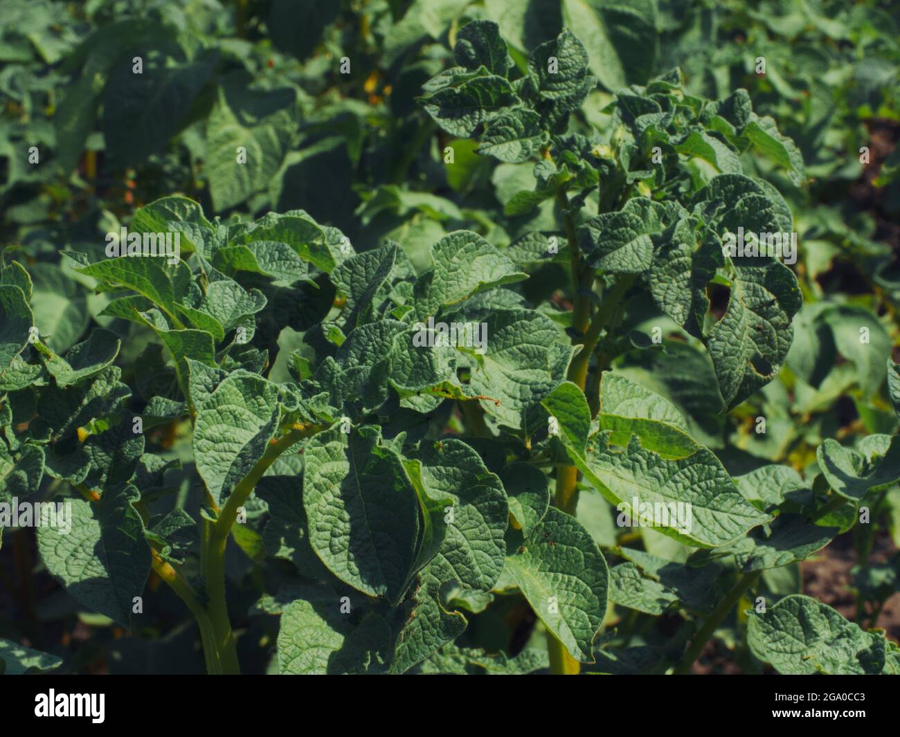Potato bush in the garden, close-up. Potato stalks in the home garden ...