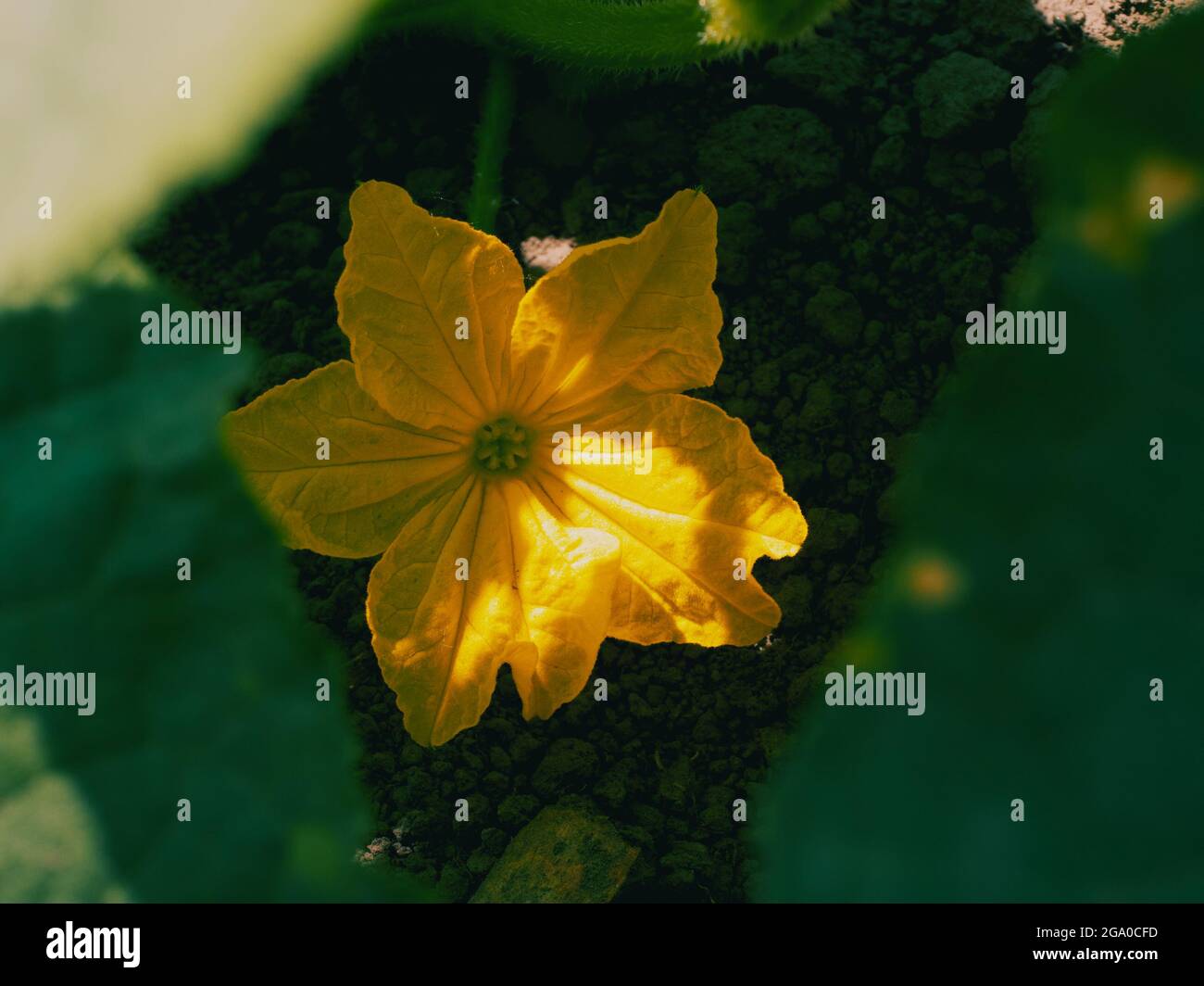 Yellow cucumber agriculture hi-res stock photography and images - Alamy