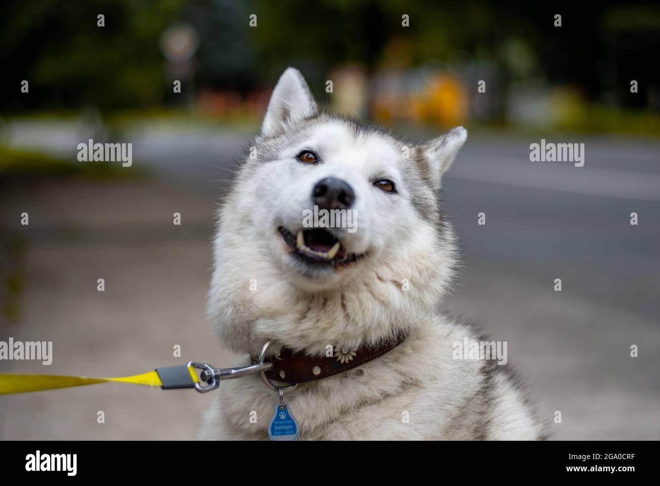 Siberian Husky dog outdoors in nature Stock Photo - Alamy