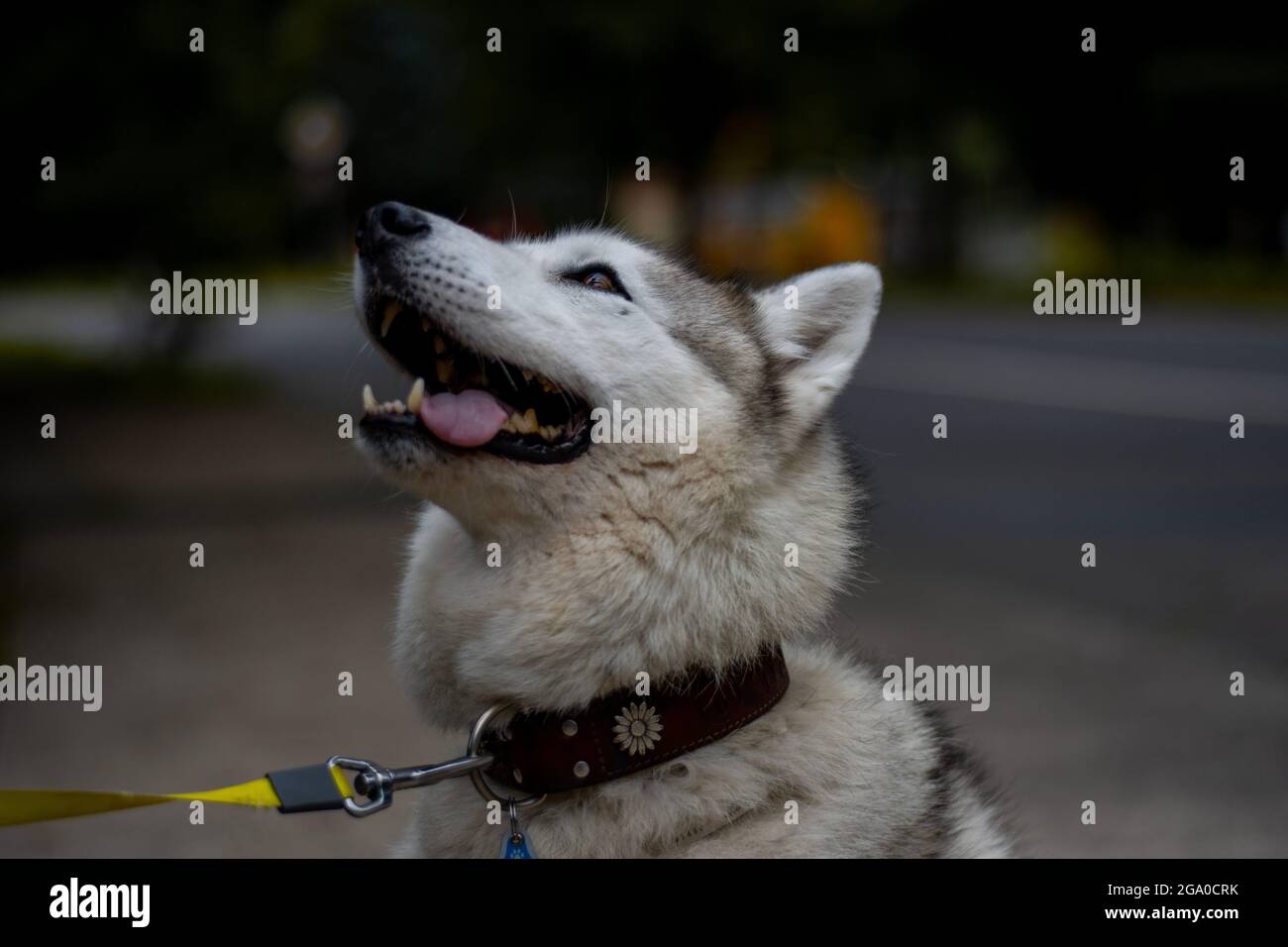 Siberian Husky dog outdoors in nature Stock Photo - Alamy