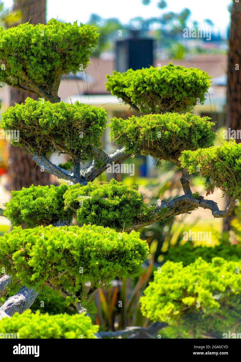 Niwaki hi-res stock photography and images - Alamy