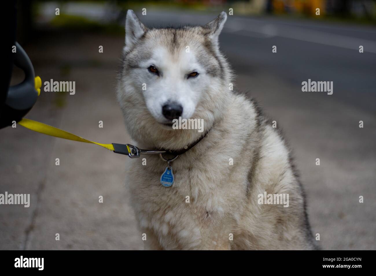 Siberian Husky dog outdoors in nature Stock Photo - Alamy