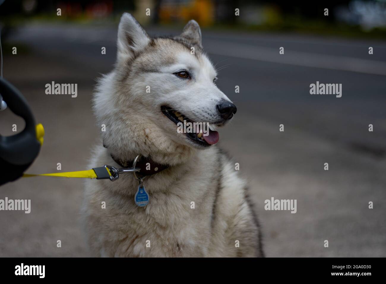 Siberian Husky dog outdoors in nature Stock Photo - Alamy
