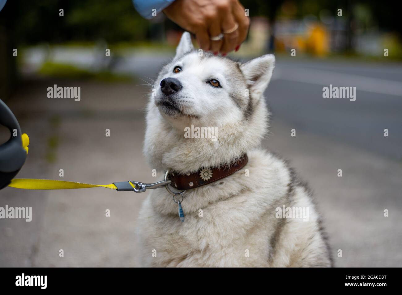 Siberian Husky dog outdoors in nature Stock Photo - Alamy