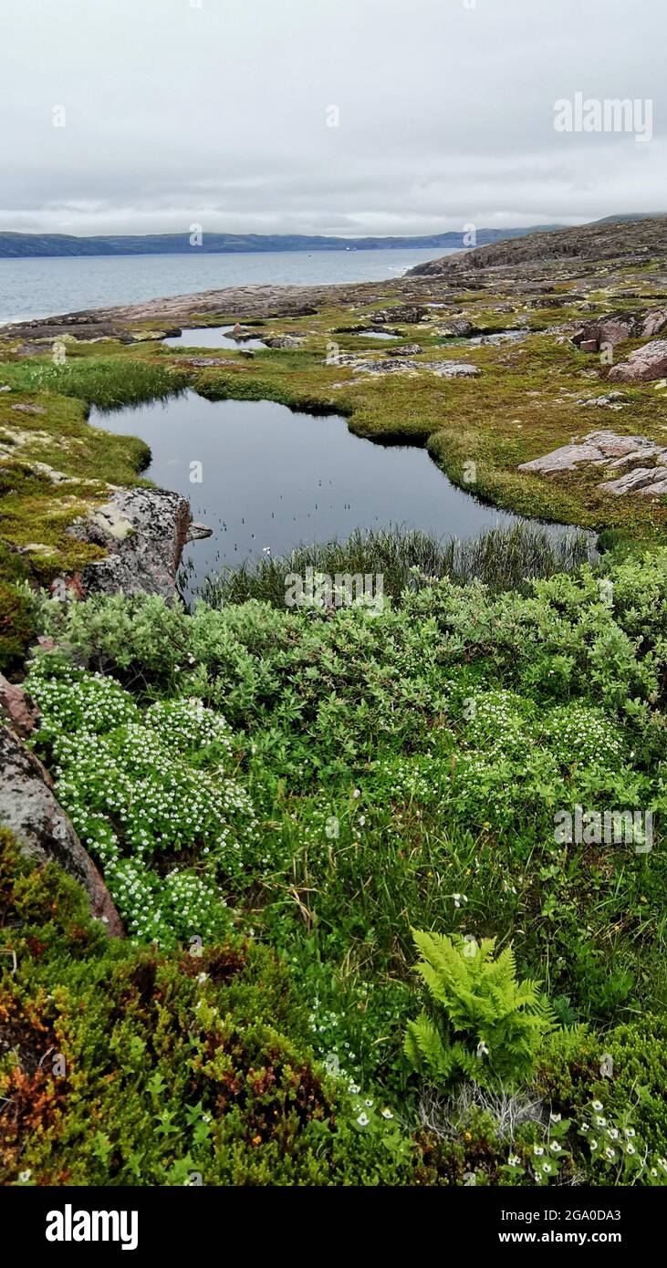 Tundra Landscapes. Natural Vivid Background With Wild Nature. Natura ...