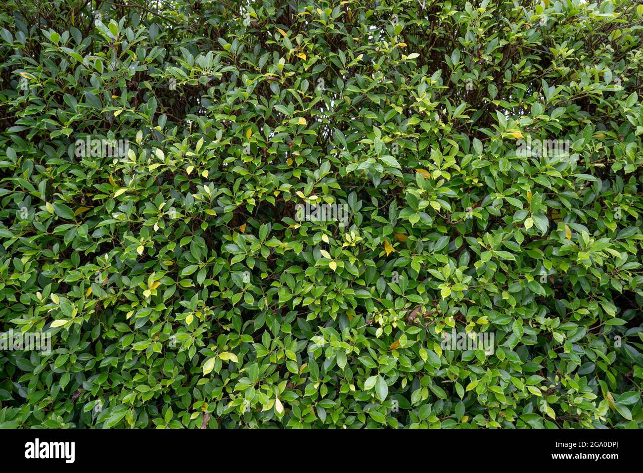 Closeup of tree leaves in the garden Stock Photo - Alamy