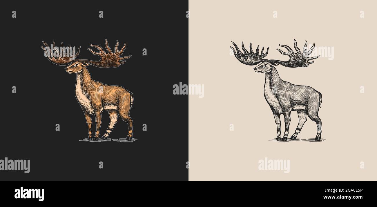 Irish elk or Giant deer or Great Horn. Prehistoric mammals. Extinct ...