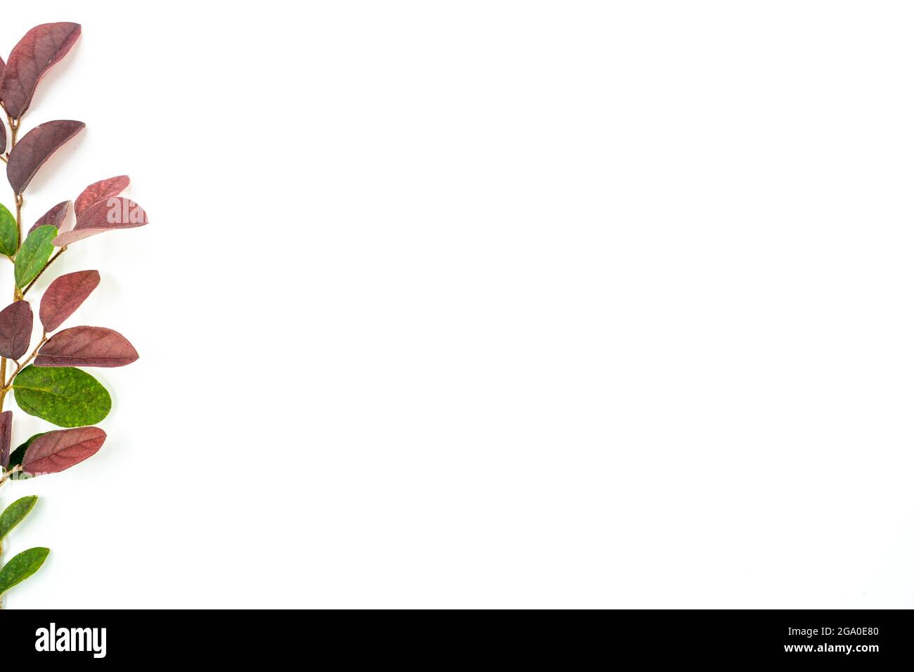 White background for a text with plant leaves from the side Stock Photo ...