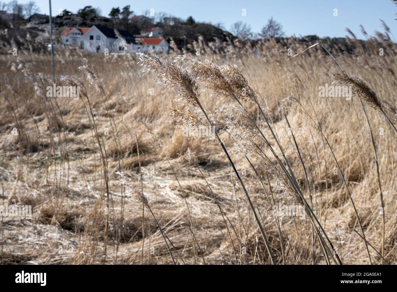 Long dry reeds blue hi-res stock photography and images - Alamy
