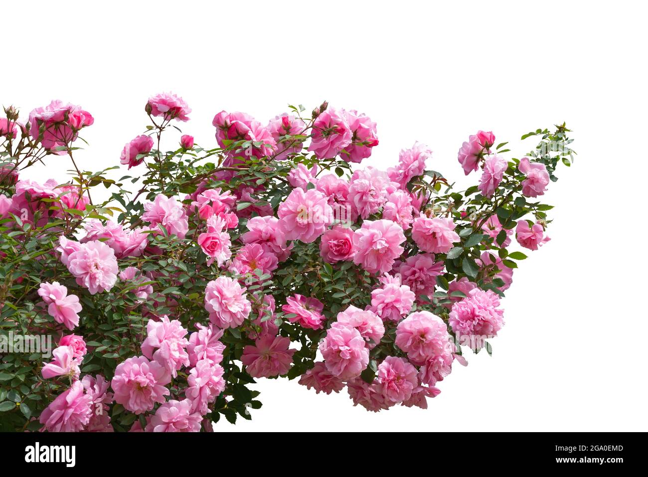 Blooming pink rose bushes isolated on white background Stock Photo - Alamy