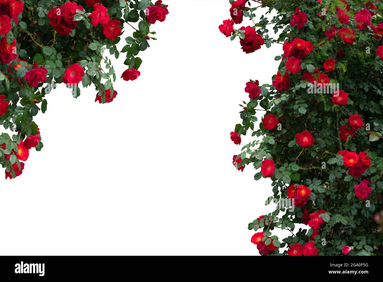 Blooming red rose bushes isolated on white background Stock Photo - Alamy