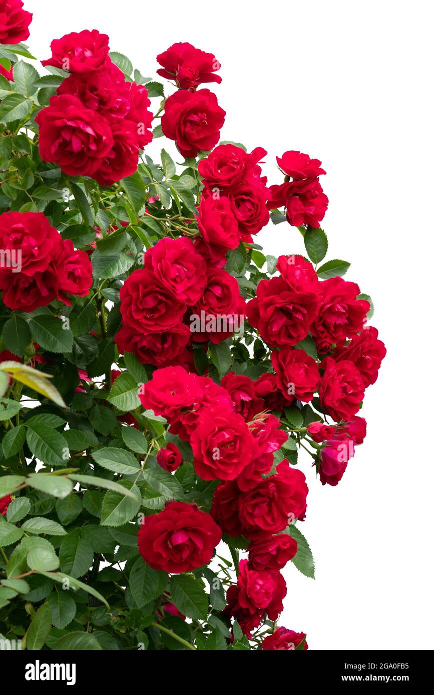 Blooming red rose bushes isolated on white background Stock Photo - Alamy