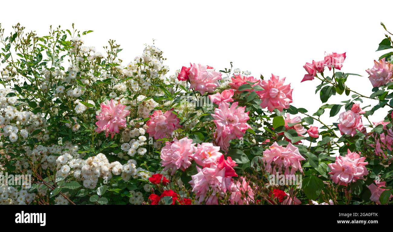 Blooming pink rose bushes isolated on white background Stock Photo - Alamy