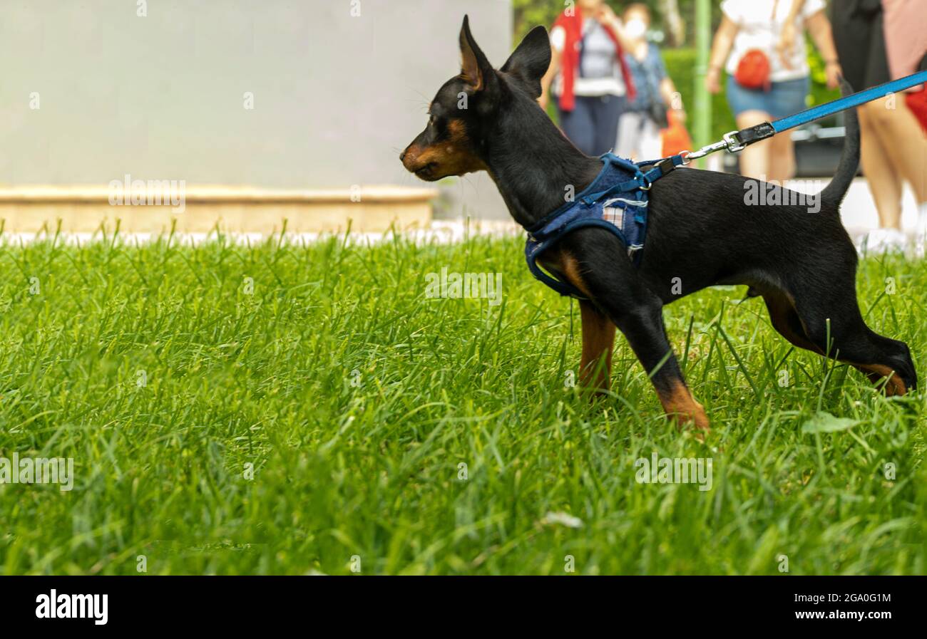 Zwergpinscher hi-res stock photography and images - Alamy