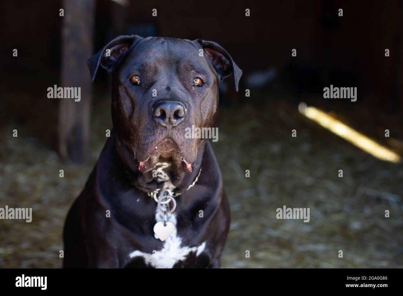 Big black dog hi-res stock photography and images - Alamy