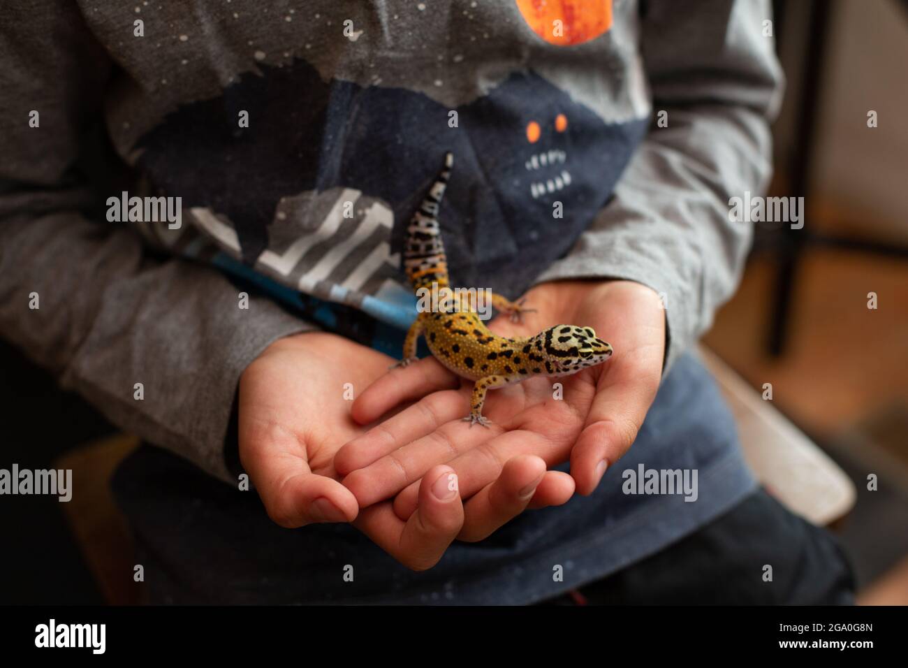 Little boy holding pet gecko in his hands Stock Photo - Alamy