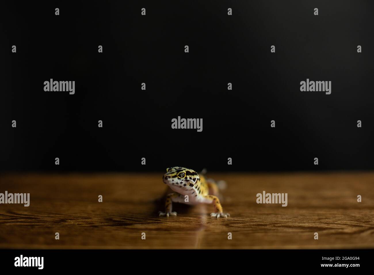 Leopard gecko profile hi-res stock photography and images - Alamy