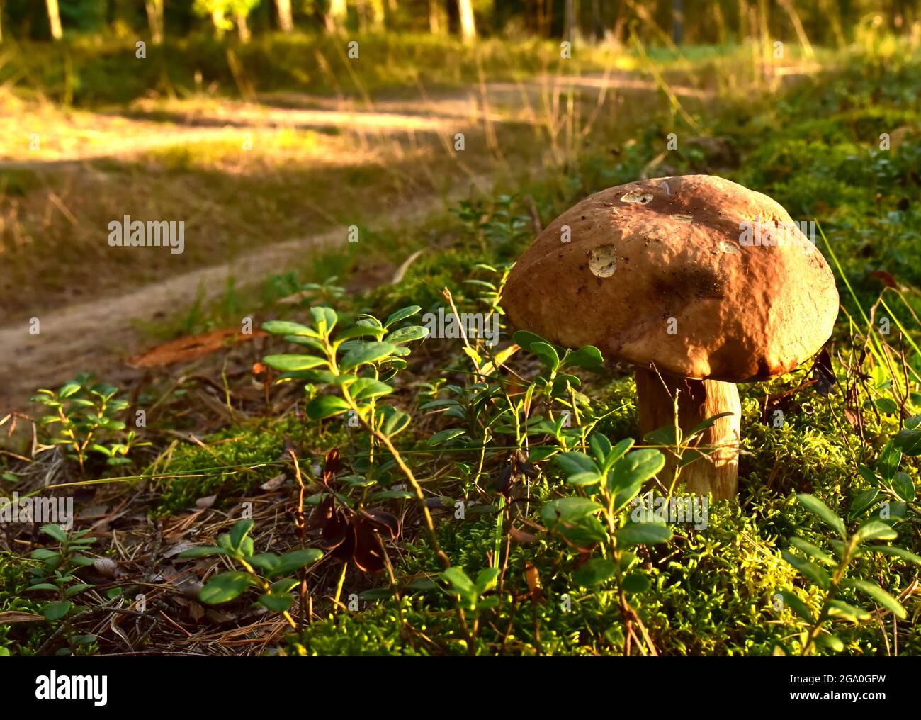 Porcini Cep White Mushroom King (Boletus Pinophilus) Mycelium grow in ...