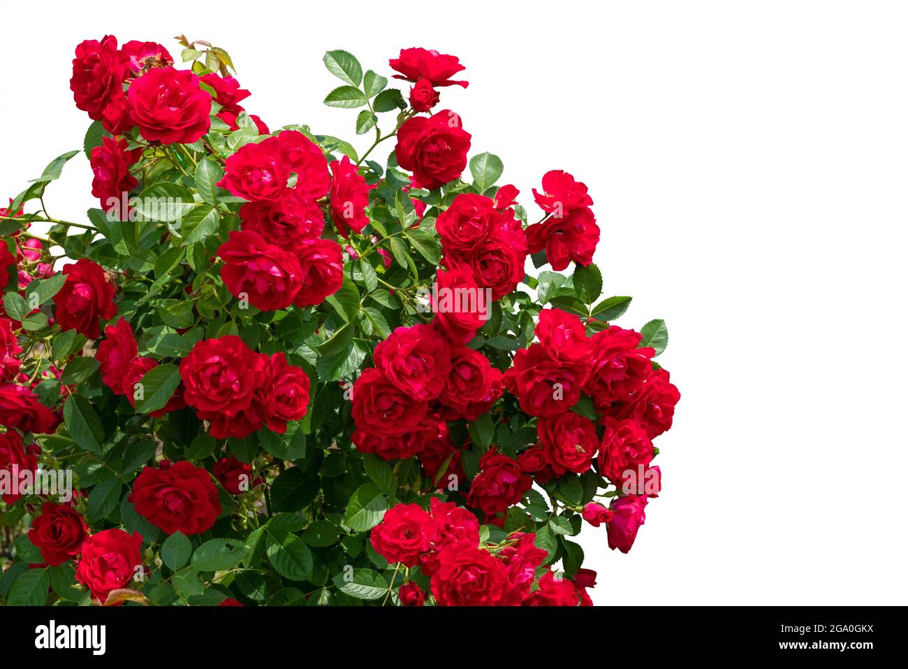 Blooming red rose bushes isolated on white Stock Photo - Alamy
