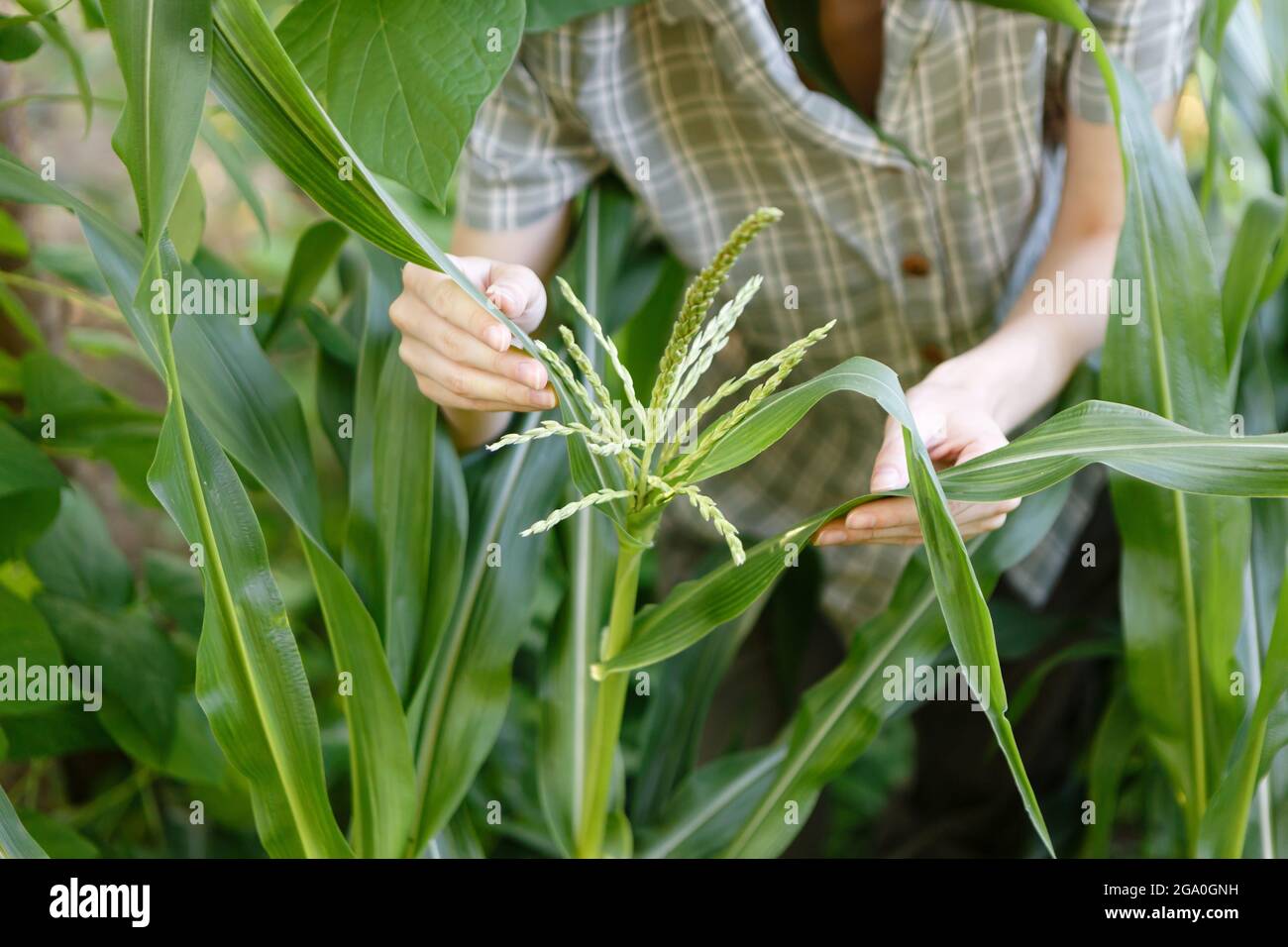 young female farmer takes care of the growing corn crop Stock Photo - Alamy