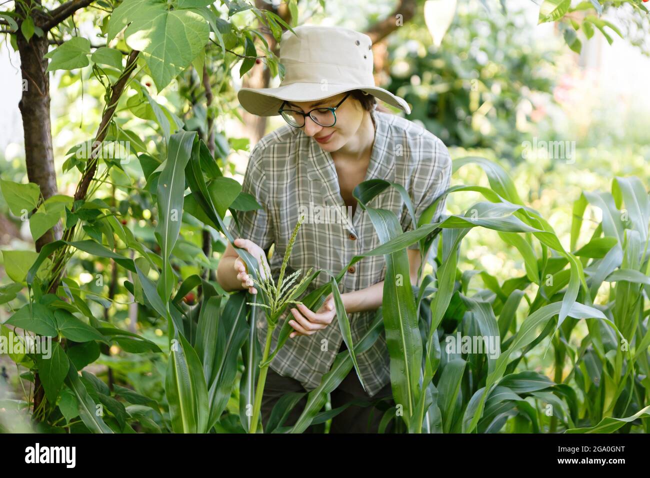 young female farmer takes care of the growing corn crop Stock Photo - Alamy