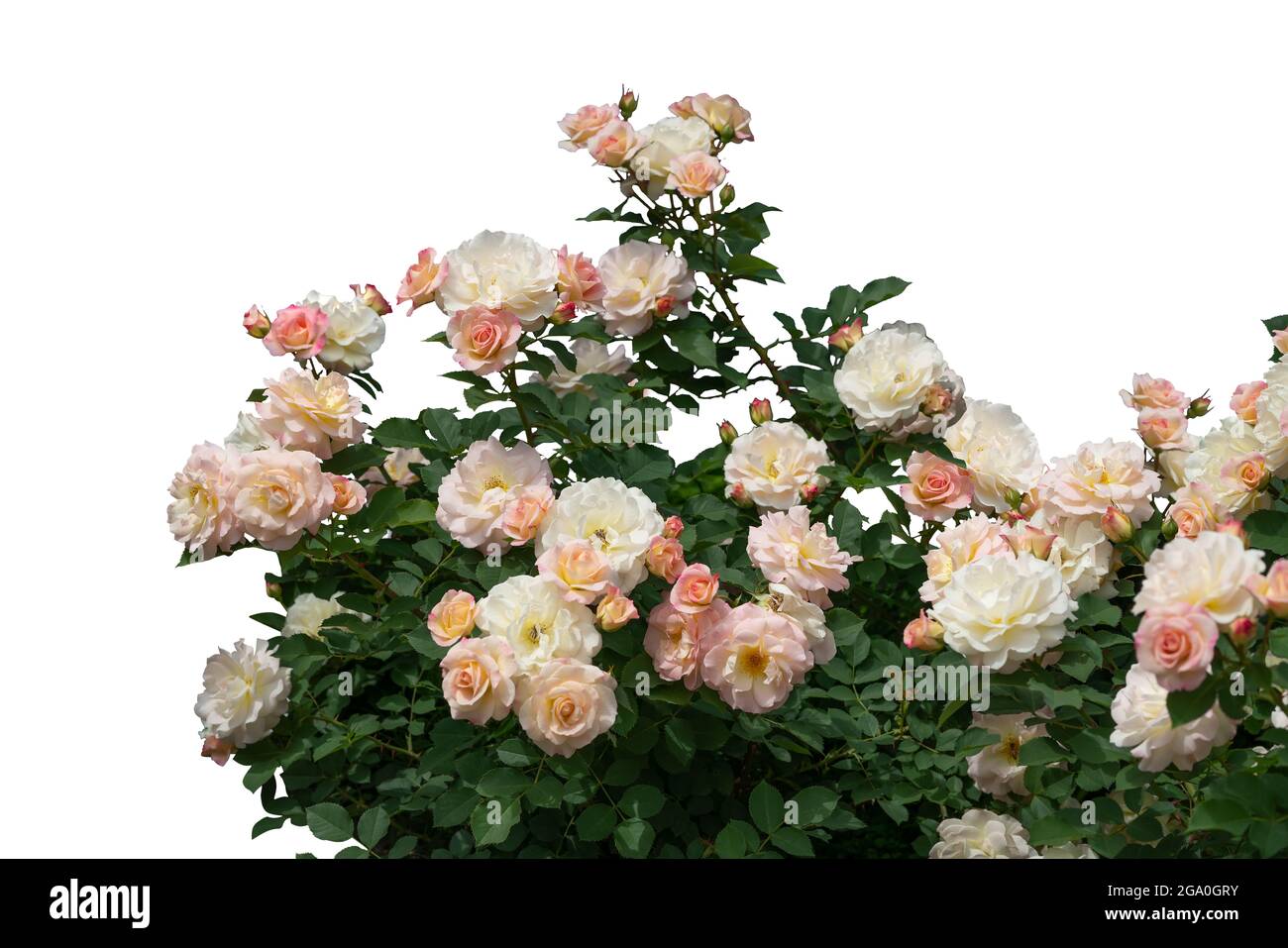 Blooming red rose bushes isolated on white Stock Photo - Alamy