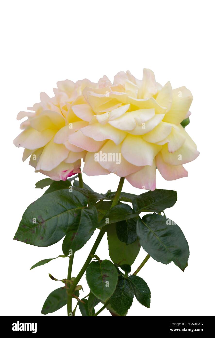 Blooming rose bushes isolated on white background Stock Photo - Alamy
