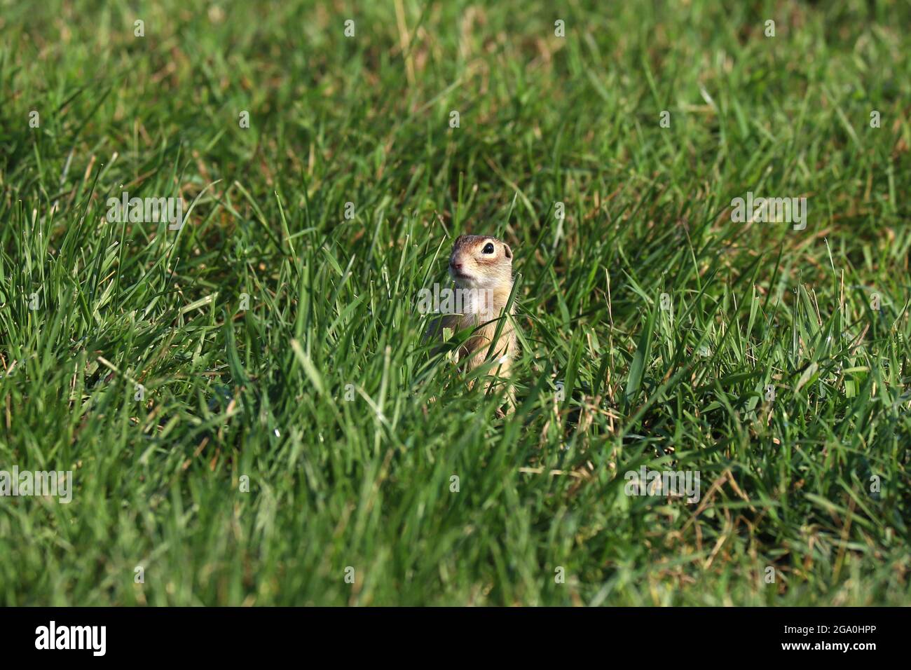 The speckled ground squirrel or spotted souslik (Spermophilus suslicus ...