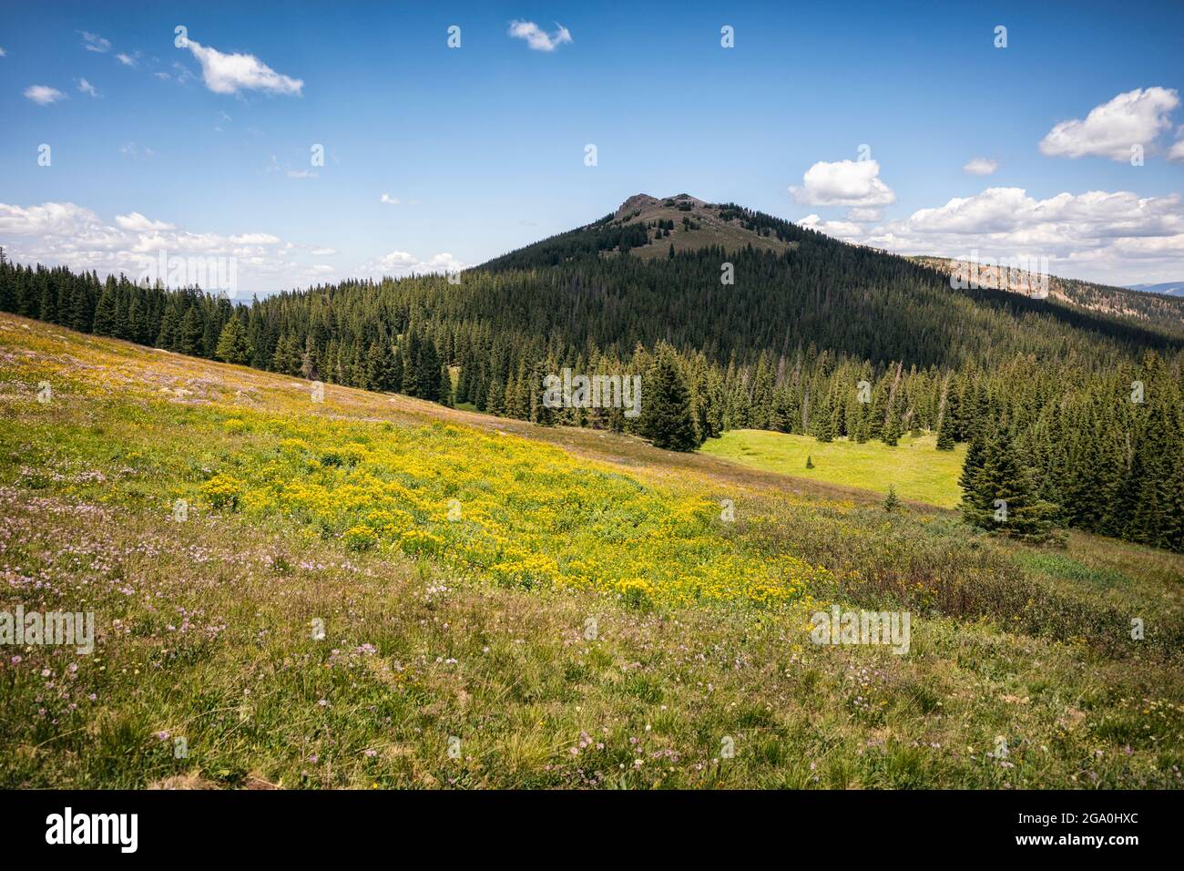 Alpine meadows in the Holy Cross Wilderness, Colorado Stock Photo - Alamy