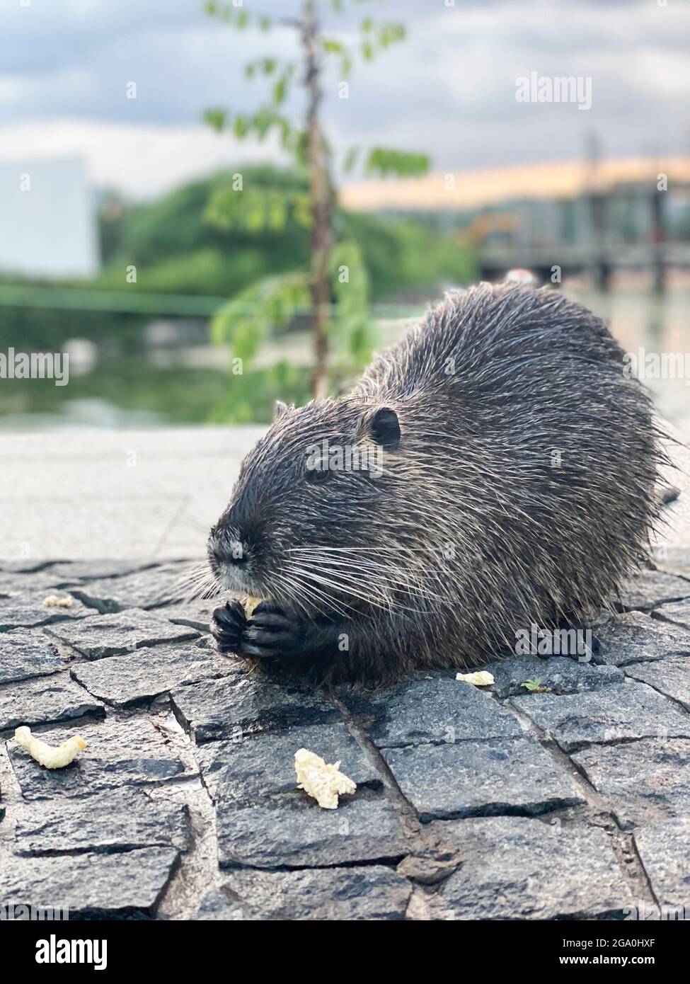 Holding in the paws hi-res stock photography and images - Alamy