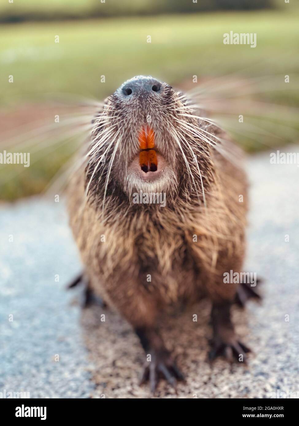 smile of nutria in the park, free space Stock Photo - Alamy