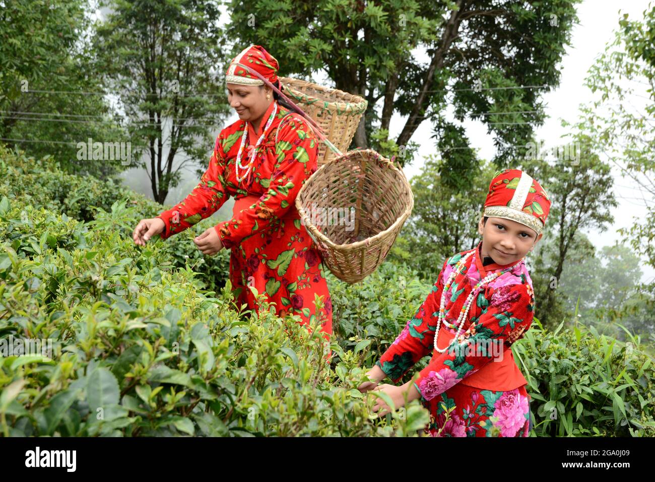 Smiling woman plucking tea hi-res stock photography and images - Alamy