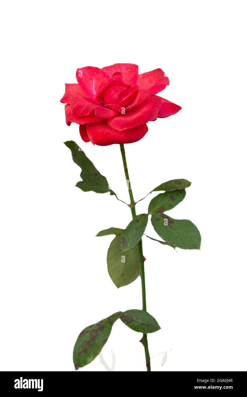 Blooming red rose bushes isolated on white Stock Photo - Alamy