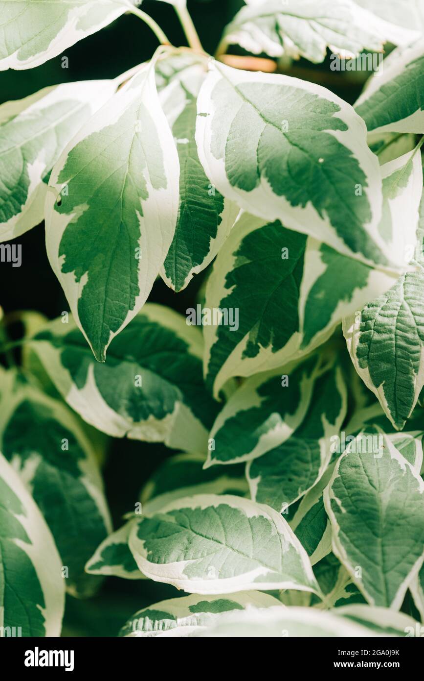 Daylight soft moody hi-res stock photography and images - Alamy