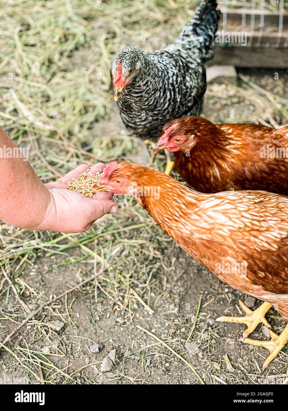 hand feeding grain to the hens Stock Photo - Alamy