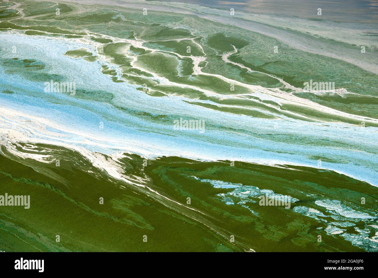 Blooms of cyanobacteria hi-res stock photography and images - Alamy