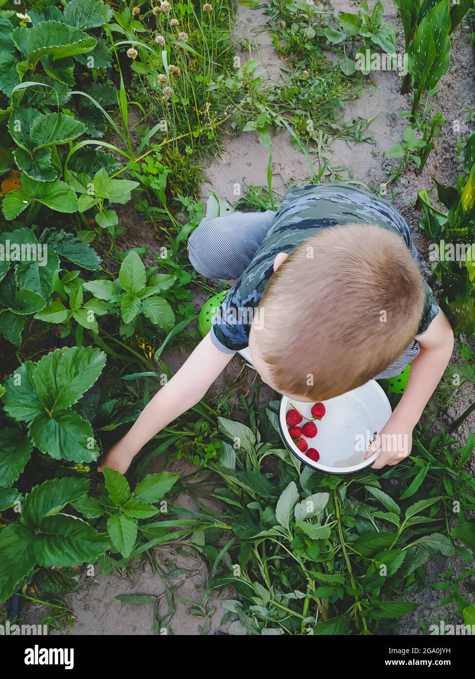 Little boy picks ripe strawberries at the garden Stock Photo - Alamy