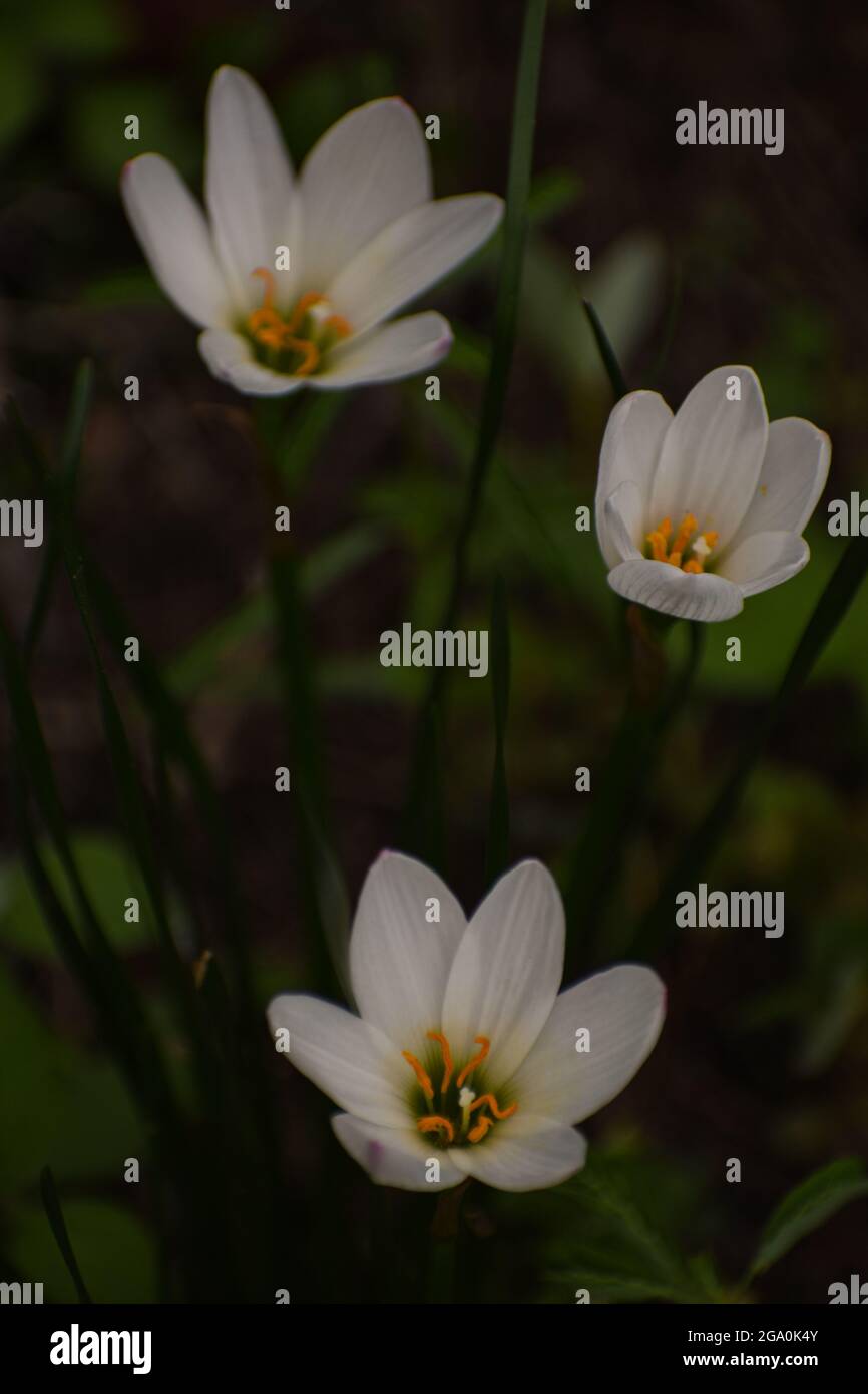 White rain lily and peruvian swamp lily Stock Photo - Alamy