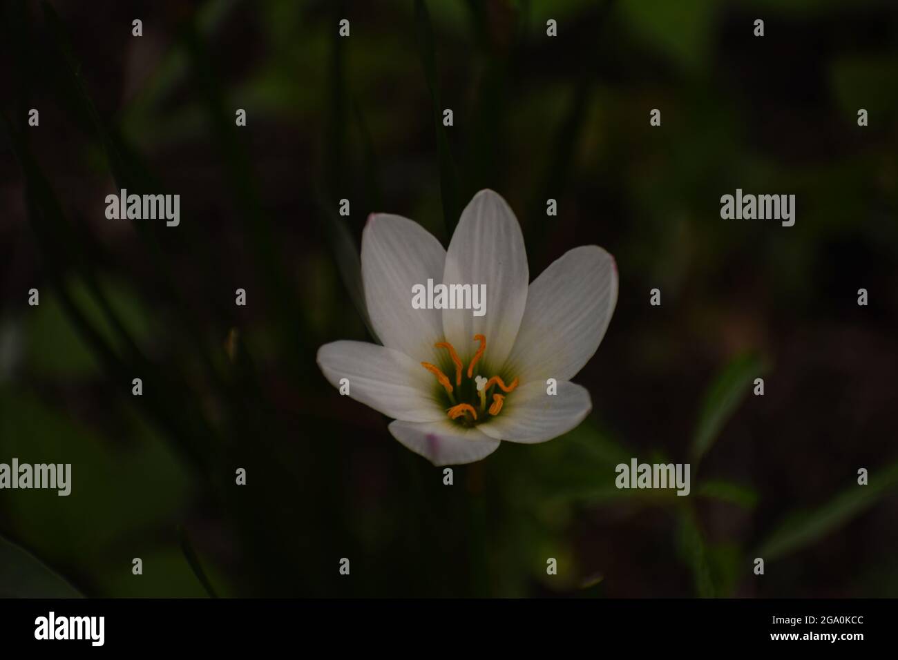 White rain lily hi-res stock photography and images - Alamy