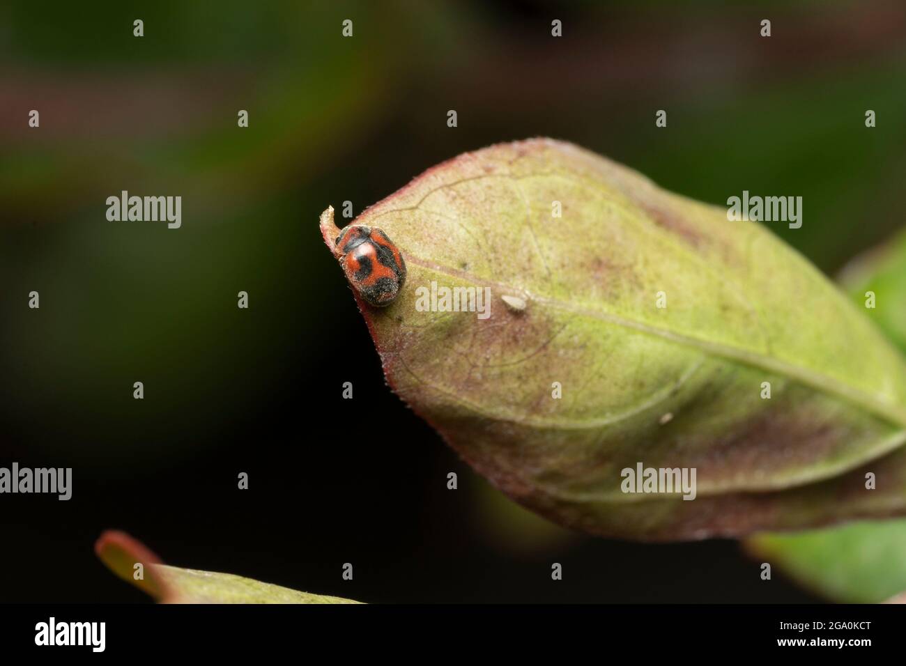 Novius cardinalis hi-res stock photography and images - Alamy