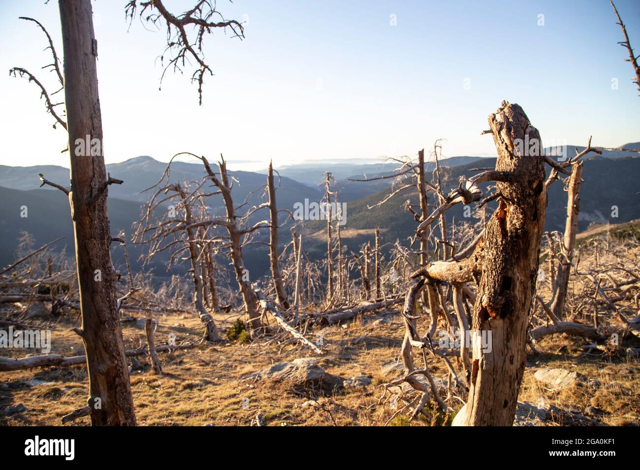 Valley landscape with brown dry trees without leaves with roots ...