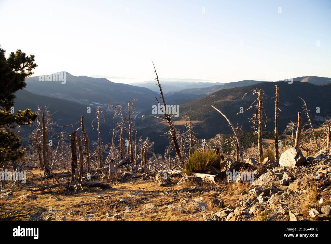 Valley landscape with brown dry trees without leaves with roots ...