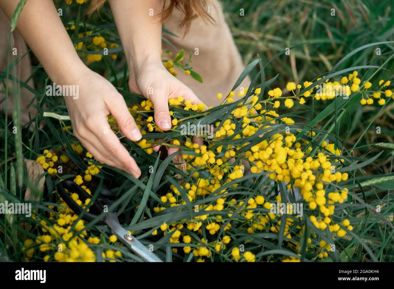 Details acacia tree hi-res stock photography and images - Alamy