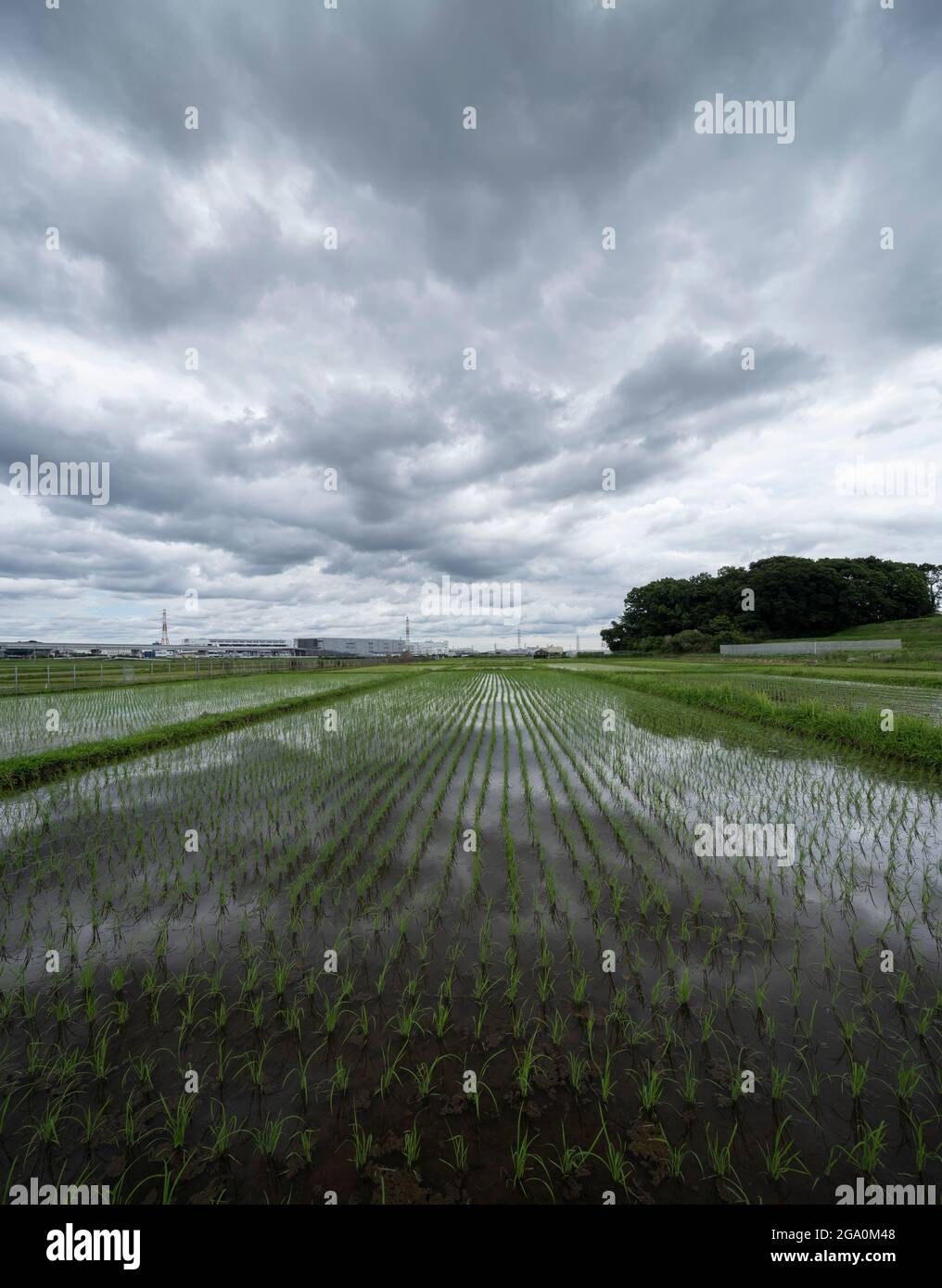 Cloudy day, June 20th, 2021 (early summer), Isehara City, Kanagawa Prefecture, Japan. Just after ...