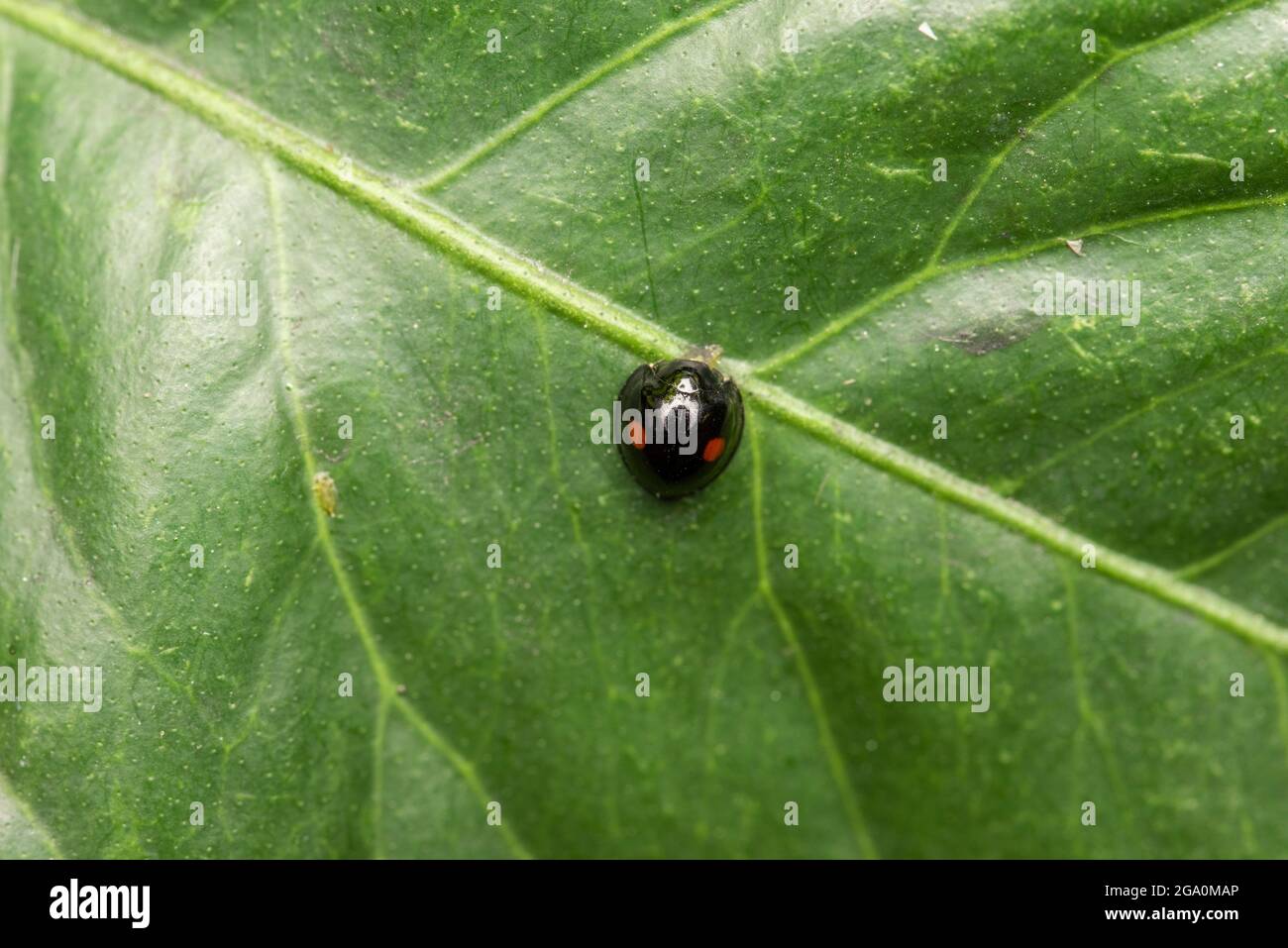 Chilocorus kuwanae on Mikan orange leaf, Isehara City, Kanagawa ...